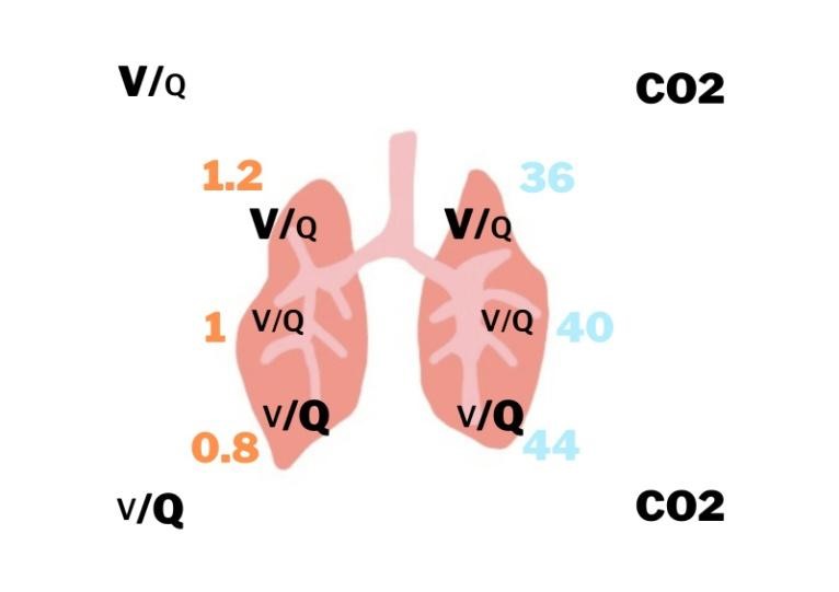 TEMA 2 LA RESPIRACI N TEMA 2 LA RESPIRACI N