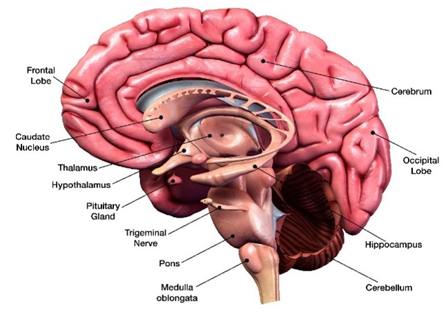 Protuberancia Cerebral